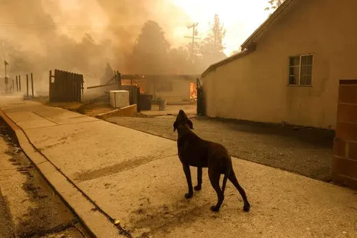 How the LA Fires are Impacting Pets and How YOU Can Help – The Hat Bazaar